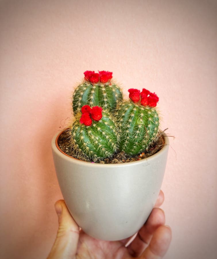 Small cacti blooming stock photo. Image of floral, blooming - 161701956