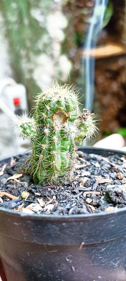 Small Cacti Broken Suddenly in Sunny Weather Stock Photo - Image of ...