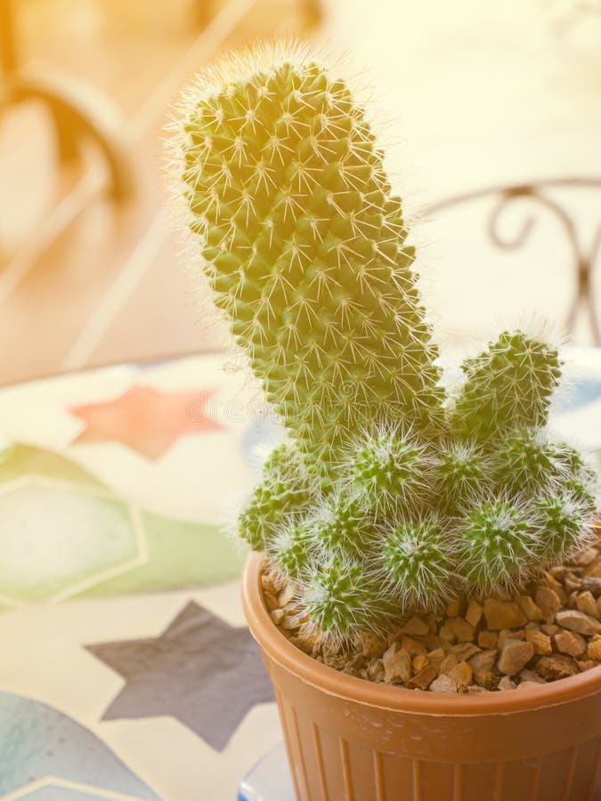 Small Cacti Cactus on the Table Stock Image - Image of growth, natural ...