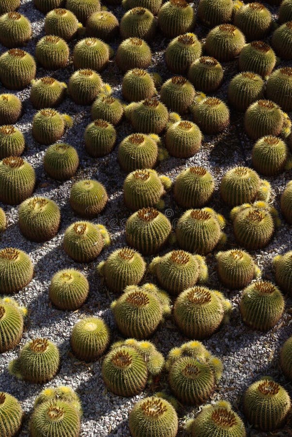 Small Round Cactus in Gravel Stock Image - Image of contained, cactus ...