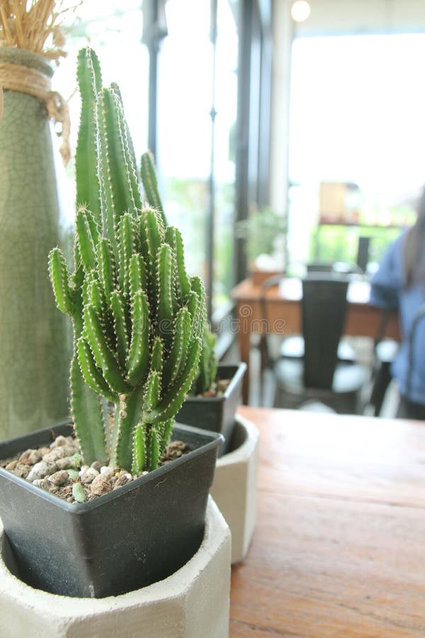 Small Cacti in Pot on Table Decorative in Coffee Shop Stock Image ...