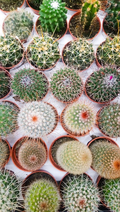 Small Cacti in Pots. Top View, Pattern. Selective Focus Stock Image ...