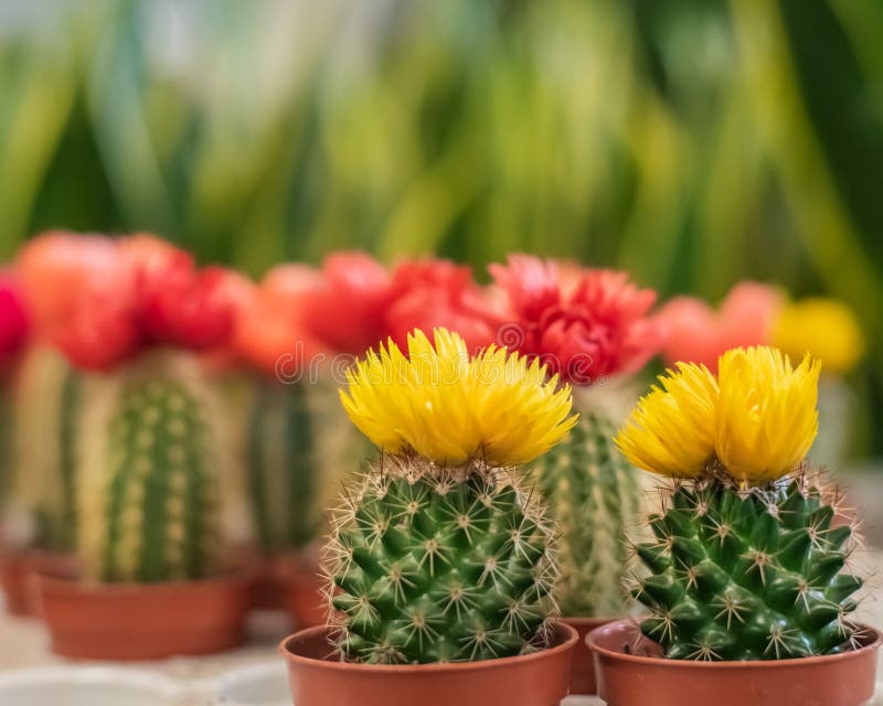 Small Cacti with Red and Yellow Flowers in Pots Stock Image - Image of ...