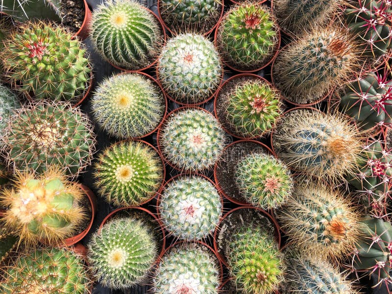 Small Cacti and Succulent Plants in Cactus Garden Stock Photo - Image ...