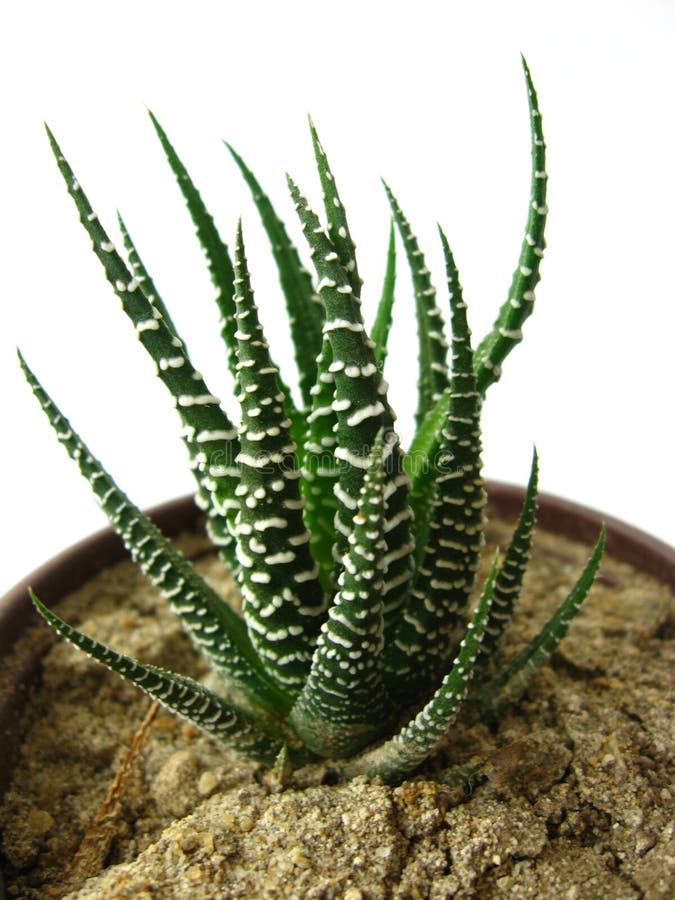 Small cactus stock image. Image of small, nature, natural - 13056515