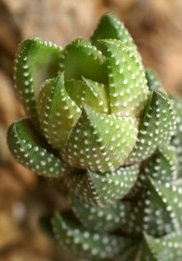 Small Cactus stock photo. Image of grow, growth, arid, security - 769096