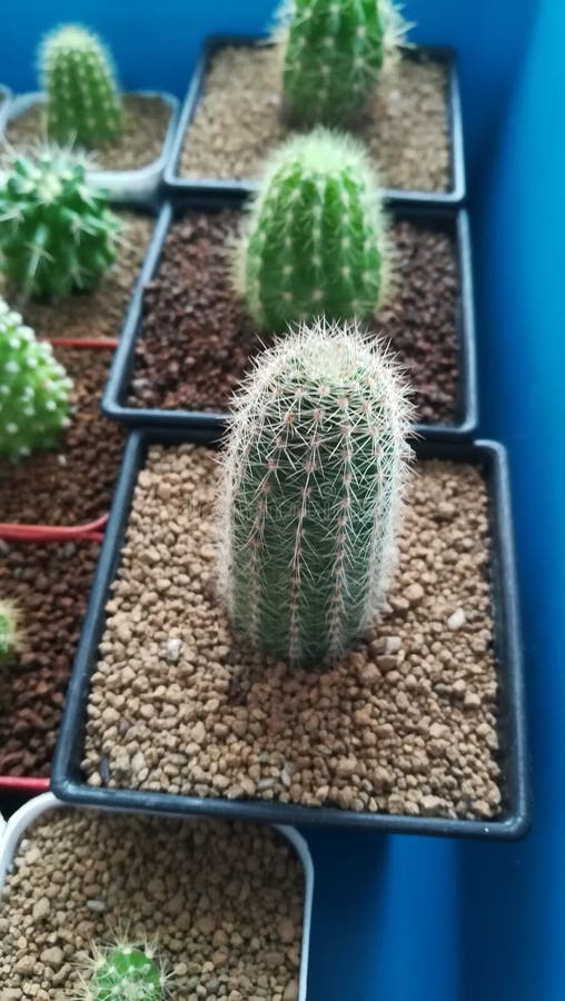 Small cactus stock photo. Image of natural, cactus, small - 96723832