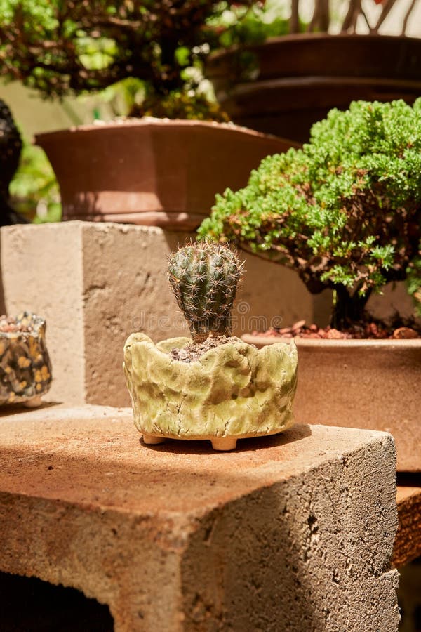 Small Cactus in Botanical Garden Stock Photo - Image of small ...