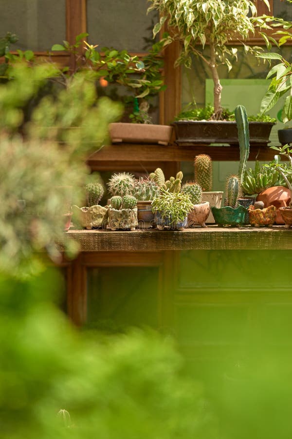 Small Cactus in Botanical Garden Stock Photo - Image of cactaceae ...