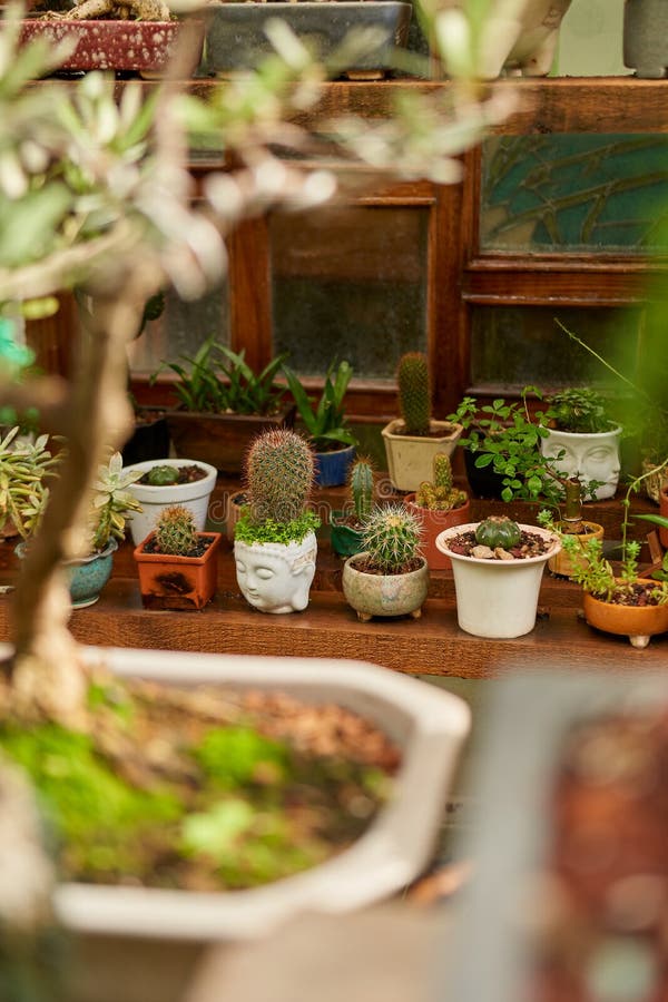 Small Cactus in Botanical Garden Stock Image - Image of variety, green ...