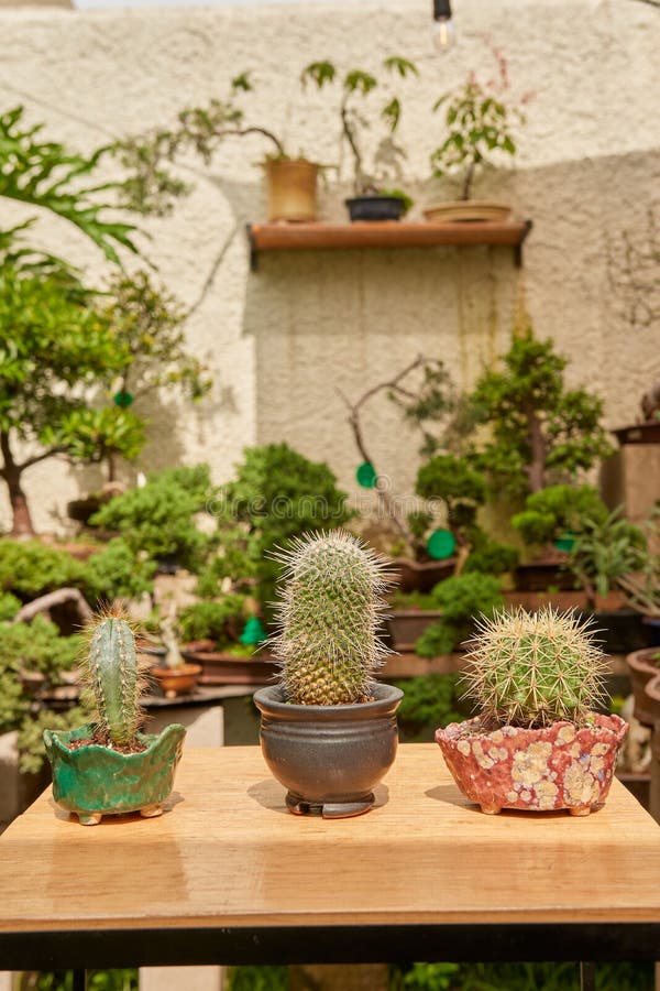 Small Cactus in Botanical Garden Stock Photo - Image of garden ...