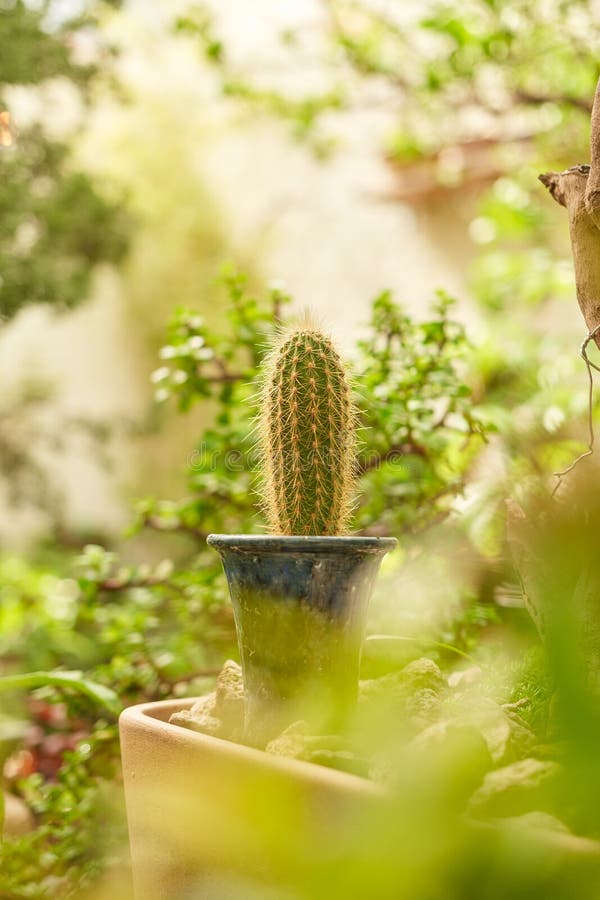 Small Cactus in Botanical Garden Stock Photo - Image of nature, plant ...