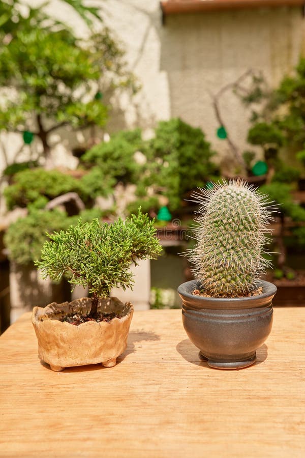 Small Cactus in Botanical Garden Stock Photo - Image of small, green ...