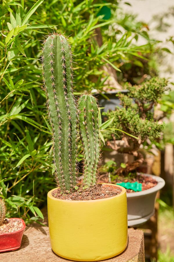 Small Cactus in Botanical Garden Stock Photo - Image of small, garden ...