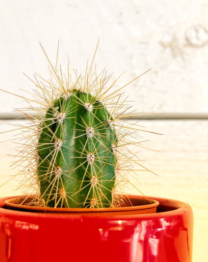 Small cactus stock photo. Image of thorns, cacti, small - 161360006