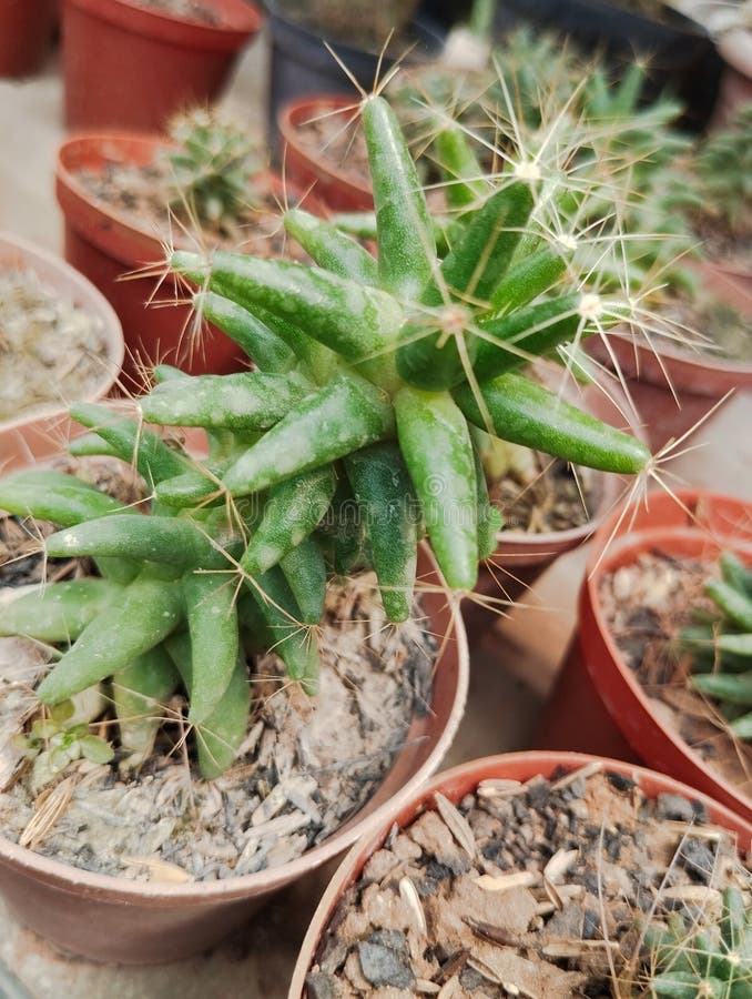 Tanaman kaktus kecil stock image. Image of produce, plant - 382100237
