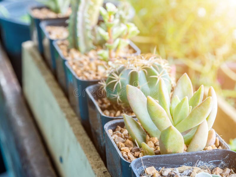 Small Cactus. stock image. Image of flora, color, collection - 106812787