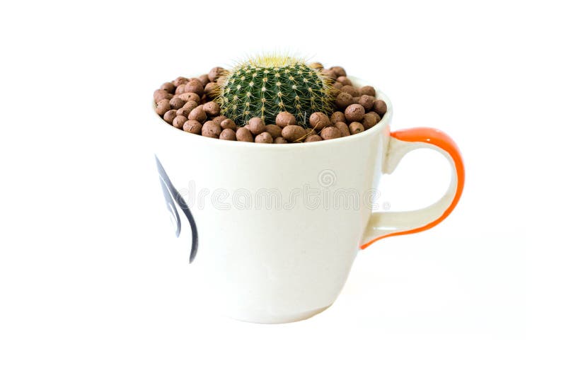 Small Cactus in a Cup of Chicken Pattern Stock Photo - Image of ...