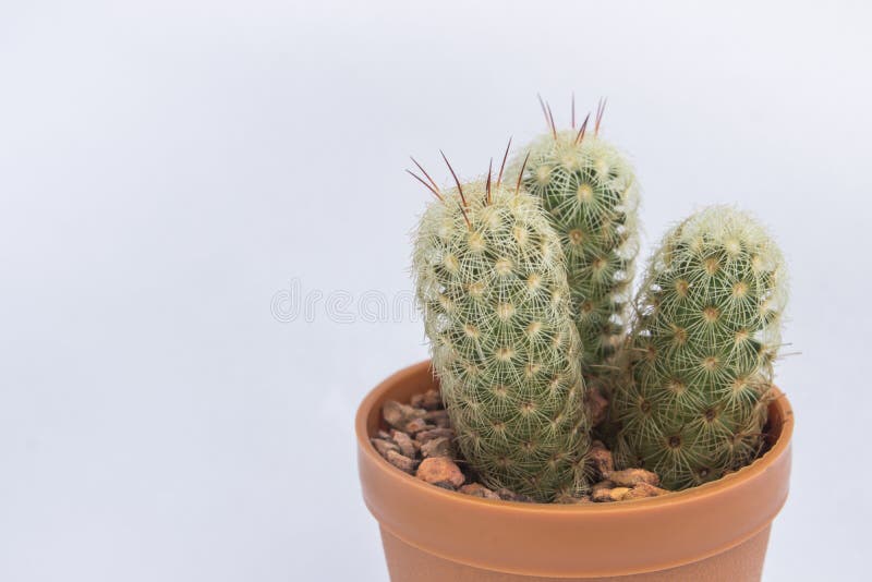 The small Cactus stock image. Image of mexico, desert - 60839351