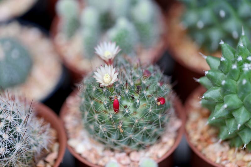 Small cactus plants. stock photo. Image of cactus, thorns - 44716490