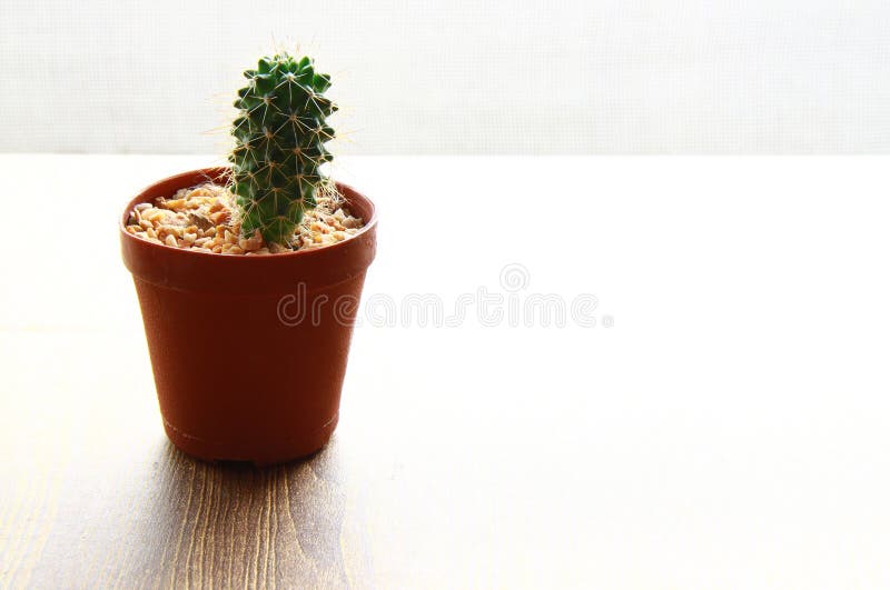 Small Cactus in a Flowerpot, Light Background Stock Image - Image of ...