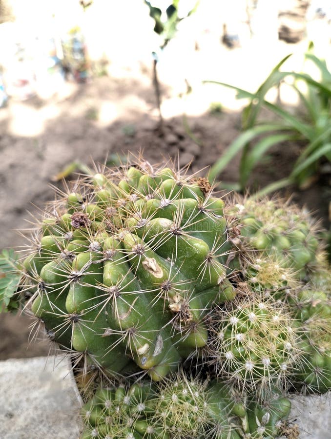 Small Cactus Flowers in the Garden Show Their Thorns Stock Photo ...