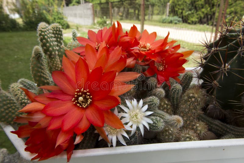 Small cactus with flowers stock image. Image of grass - 95585521