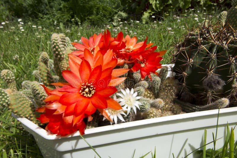 Small cactus with flowers stock photo. Image of flowerpot - 95730998