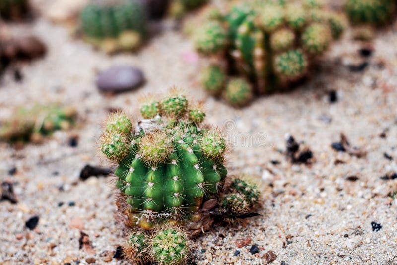Small cactus on ground. stock photo. Image of botanical - 119782804