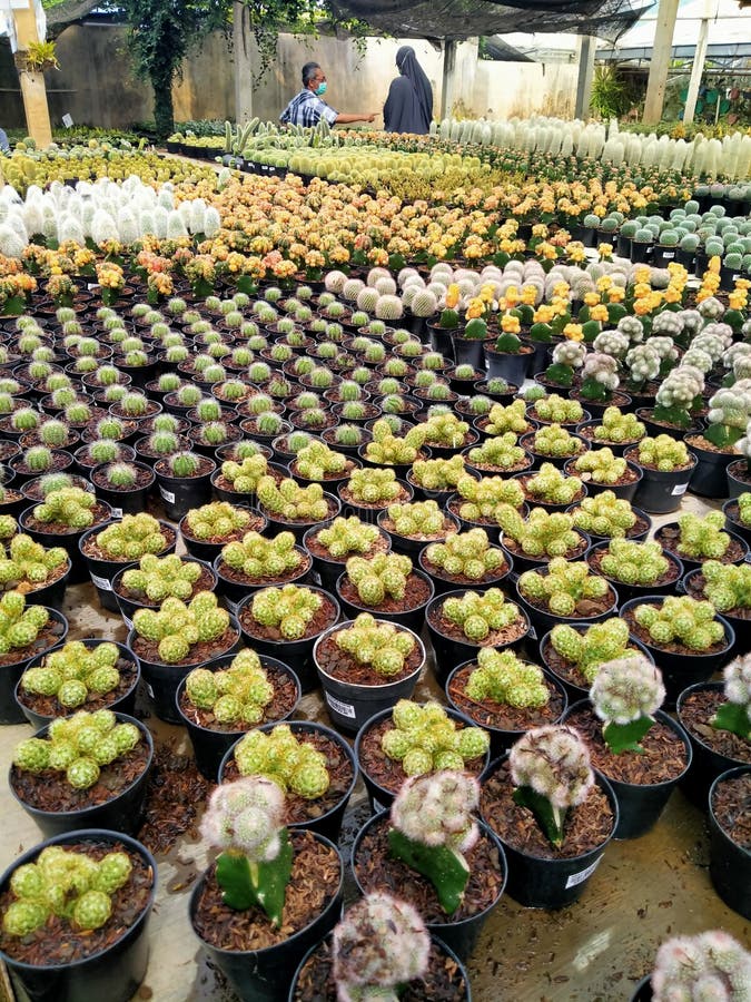 Small Cactus and Have Any Color Editorial Stock Photo - Image of garden ...