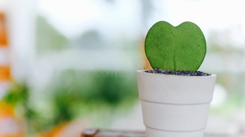 Cactus heart stock photo. Image of horizontal, plant, desert - 5101678