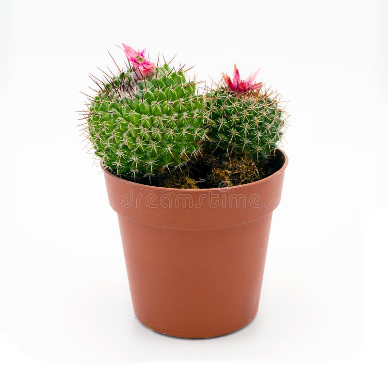 Small Cactus Isolated on a White Background Stock Image - Image of ...