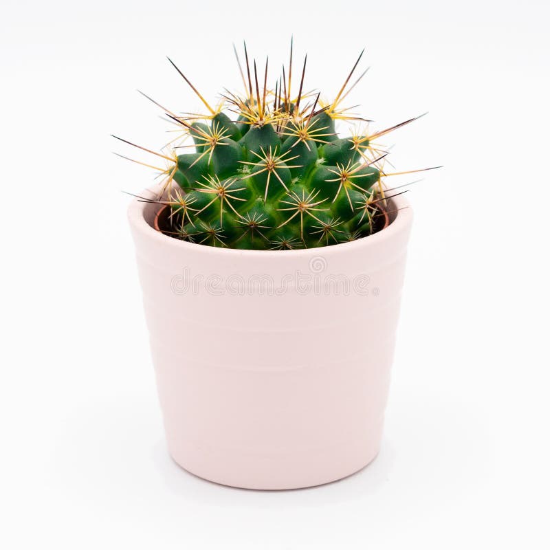 Small Cactus Isolated on a White Background Stock Image - Image of leaf ...
