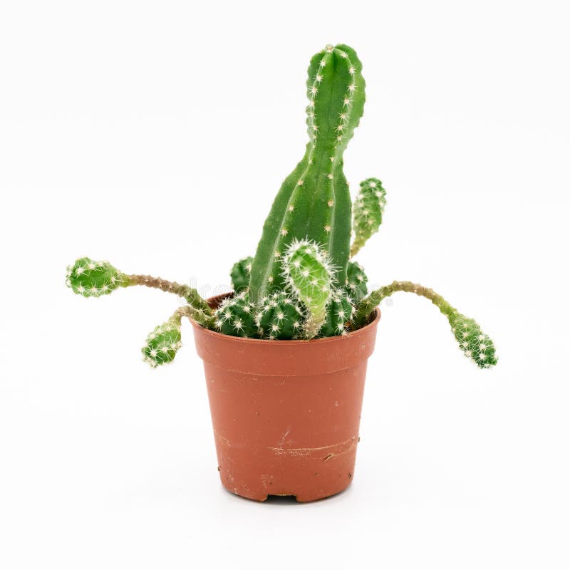 Small Cactus Isolated on a White Background Stock Photo - Image of ...