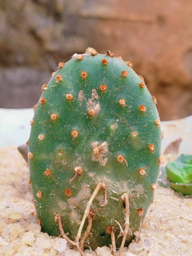 A Small Cactus, Likely of the Opuntia Genus, is Shown Developing Roots ...