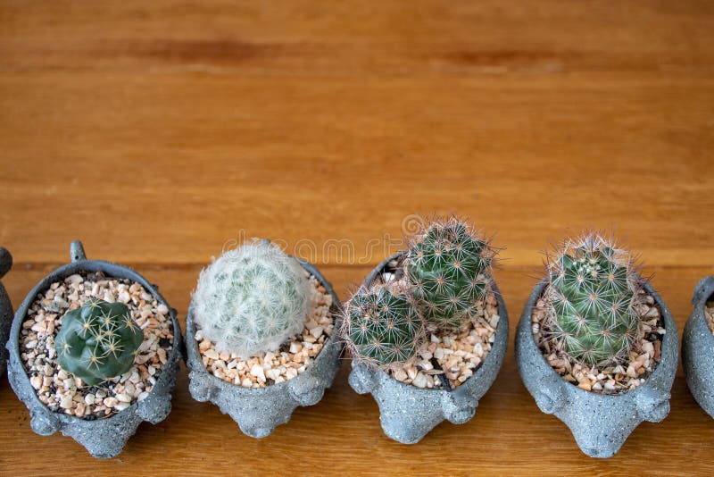 Small cactus in mini pot stock photo. Image of design - 152204004