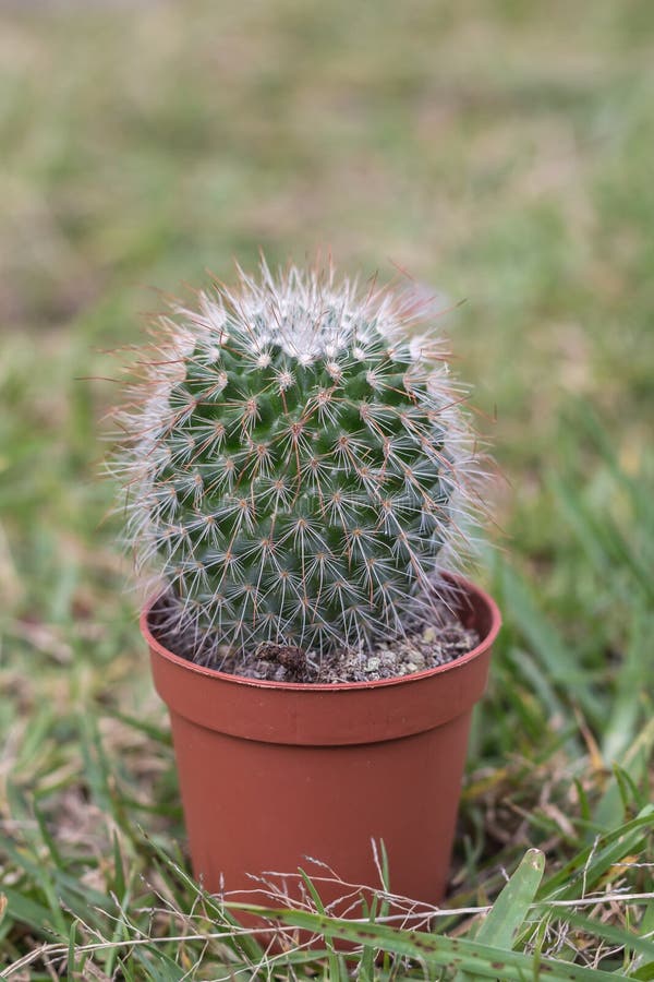 Small cactus stock photo. Image of grass, lying, jardin - 57944176