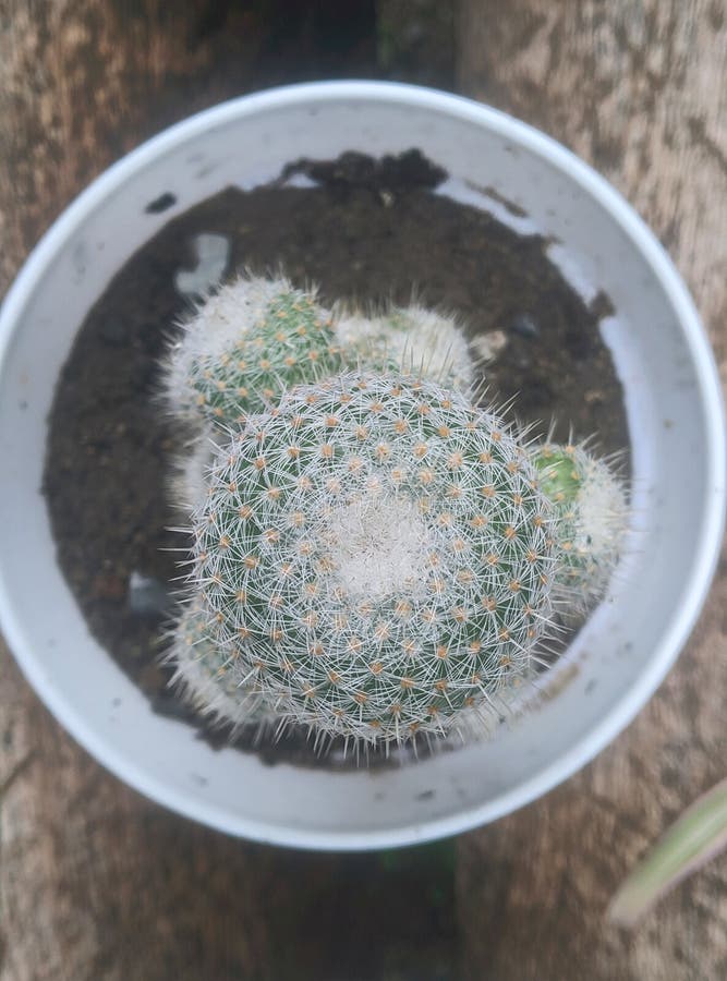Small Cactus Ornamental Plant with White on Its Thorns Stock Image - Image of leaf, thorns ...