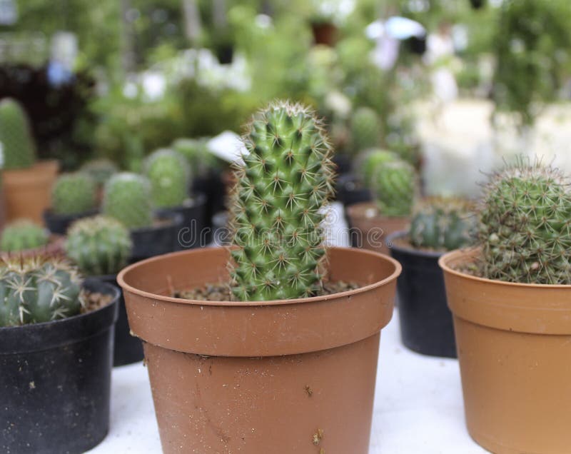 Small cactus stock image. Image of garden, tree, hexagonus - 92761949
