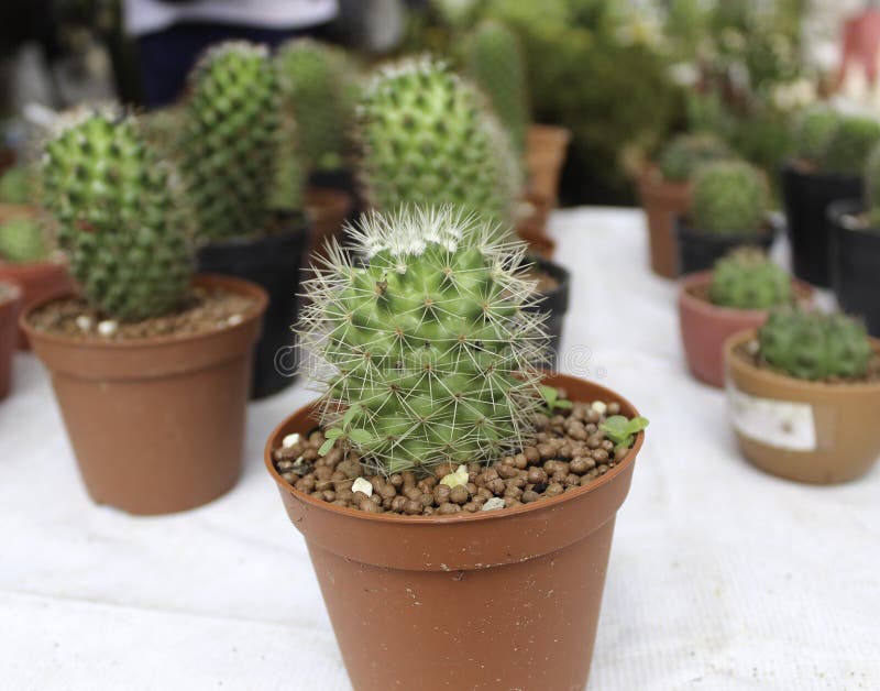 Small cactus stock image. Image of plant, garden, pricker - 92761975