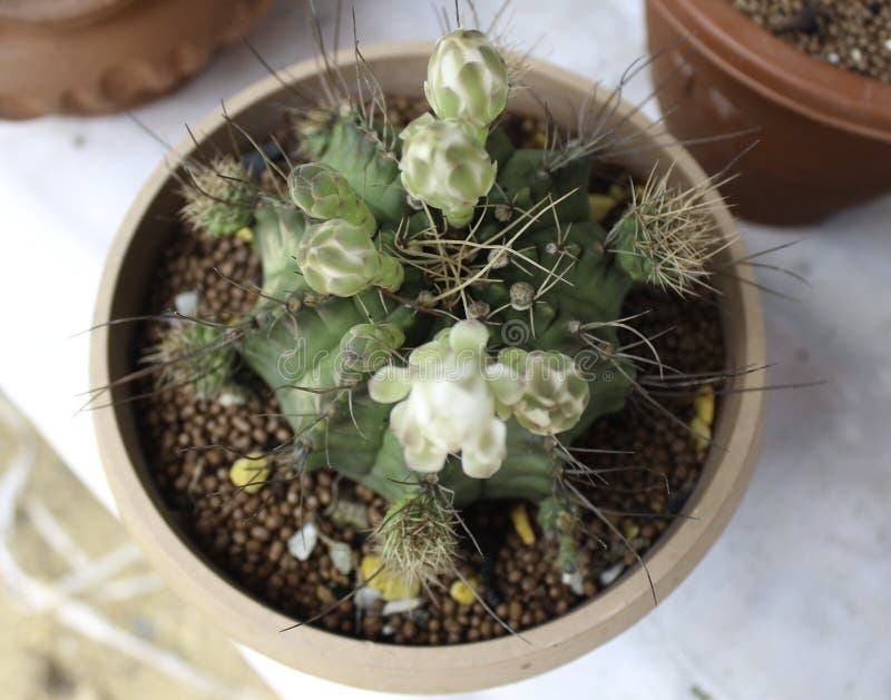 Small cactus stock image. Image of ornamental, small - 92762035