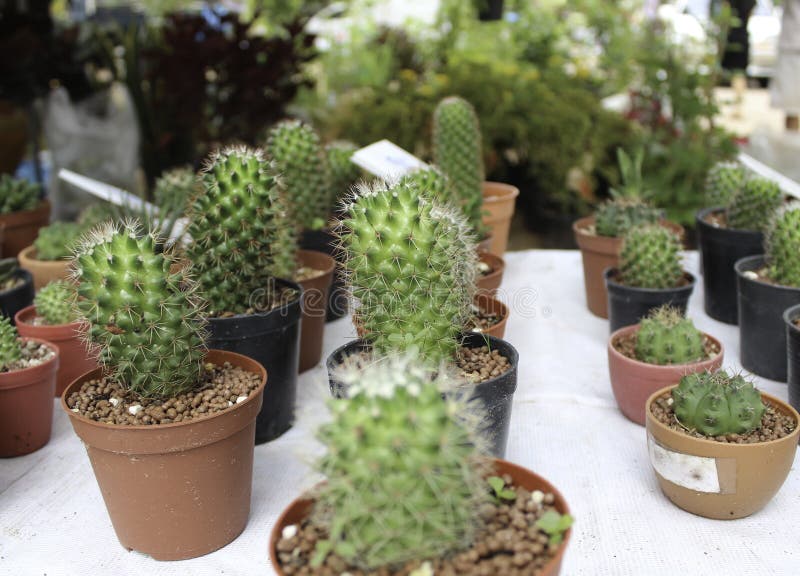 Small cactus stock image. Image of thorn, cactus, desert - 92762039