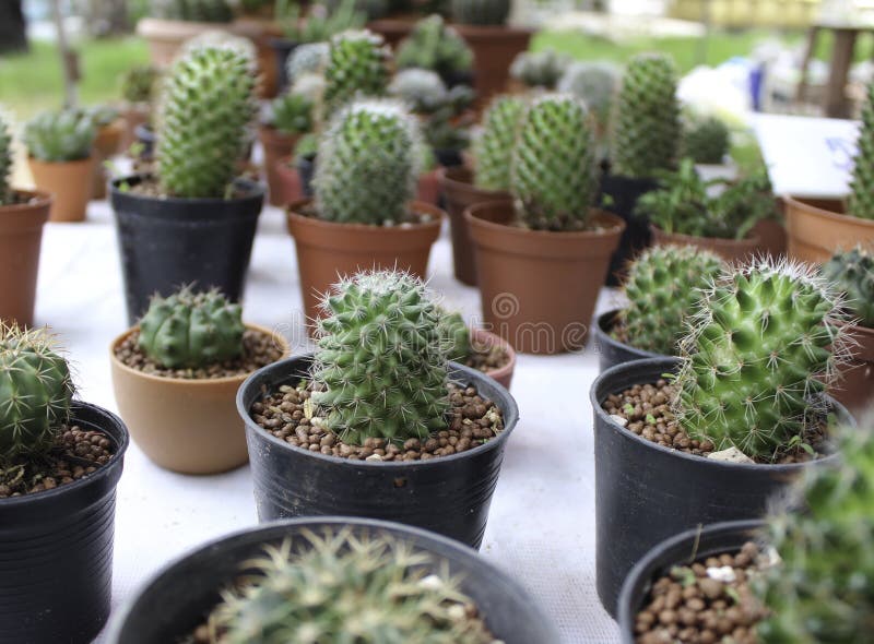 Small cactus stock photo. Image of hexagonus, desert - 92762058