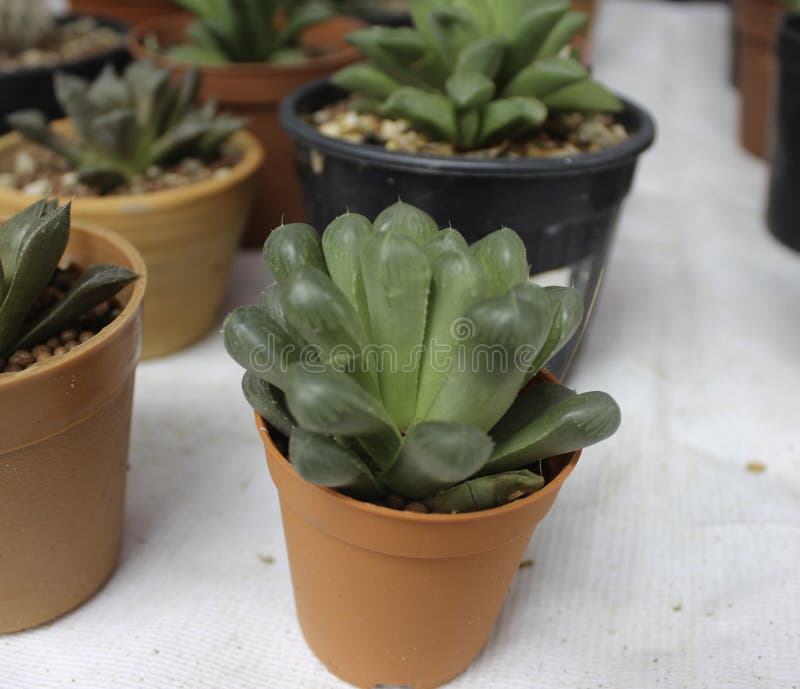 Small cactus stock image. Image of thorn, green, cactus - 92762123