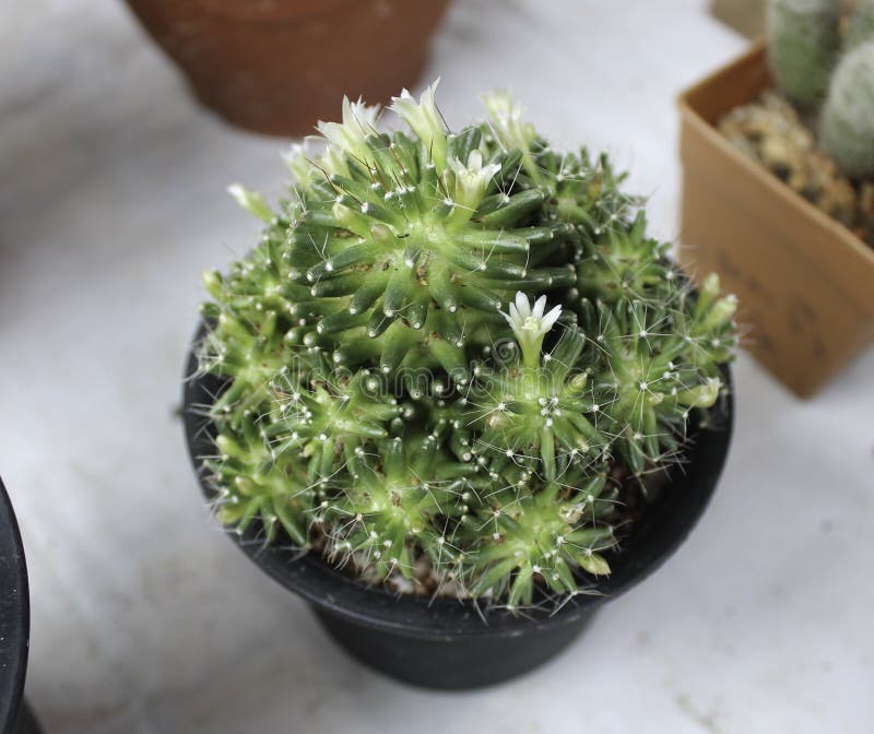 Small cactus stock image. Image of small, cactus, thorn - 92762329