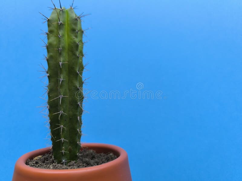 Small Cactus in a Pink Pot on a Blue Background Stock Image - Image of ...