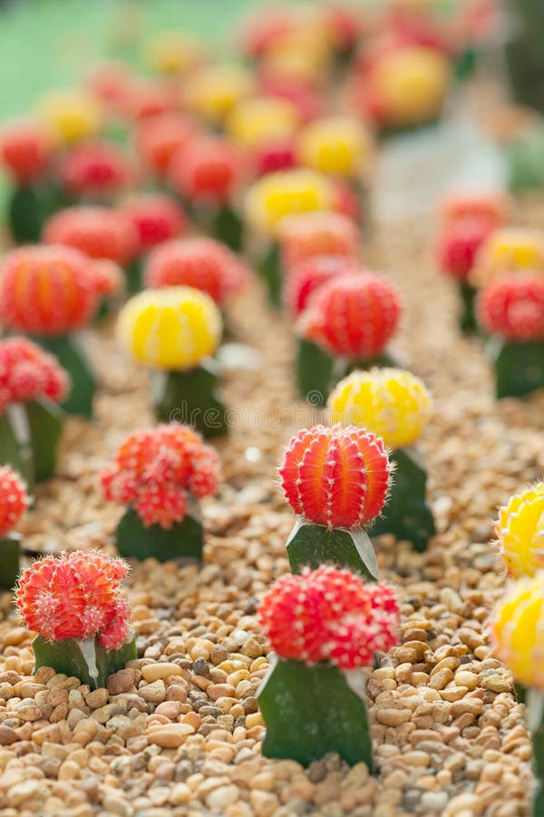 Small cactus plant stock image. Image of prickle, plant - 22795673