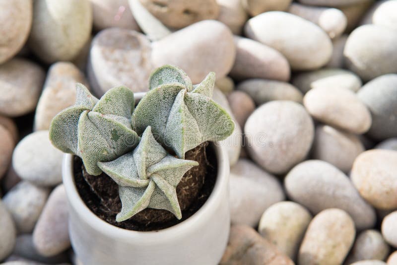 Small Cactus Plant on Bright Modern Style Background Stock Photo ...