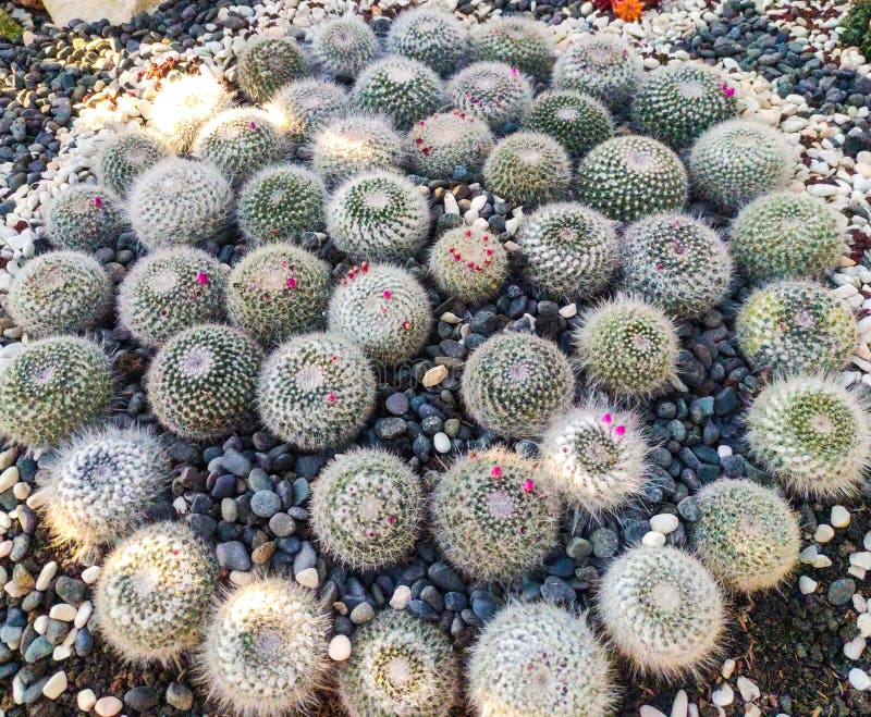 A Small Cactus Plant that Grows in the Sand and Forms a Circle Stock ...
