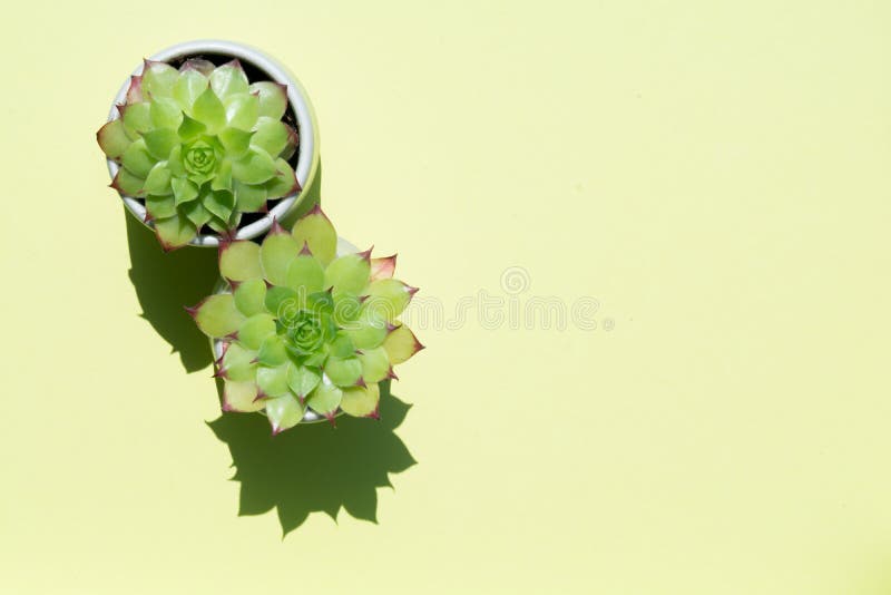 Small Cactus Plant in Natural Sun Light on Green Stock Photo - Image of ...